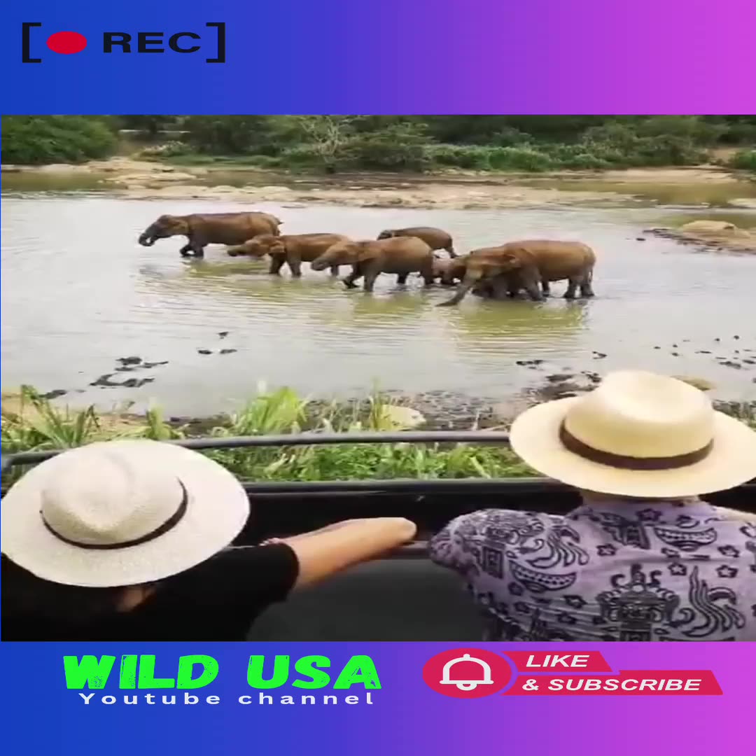 Unbelievable Wild Animal Encounters | Amazing Moments in the Animal Kingdom