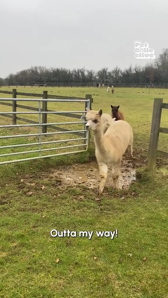 Fun Animal Fact: Puddle Jumping is an extreme sport for alpacas!
