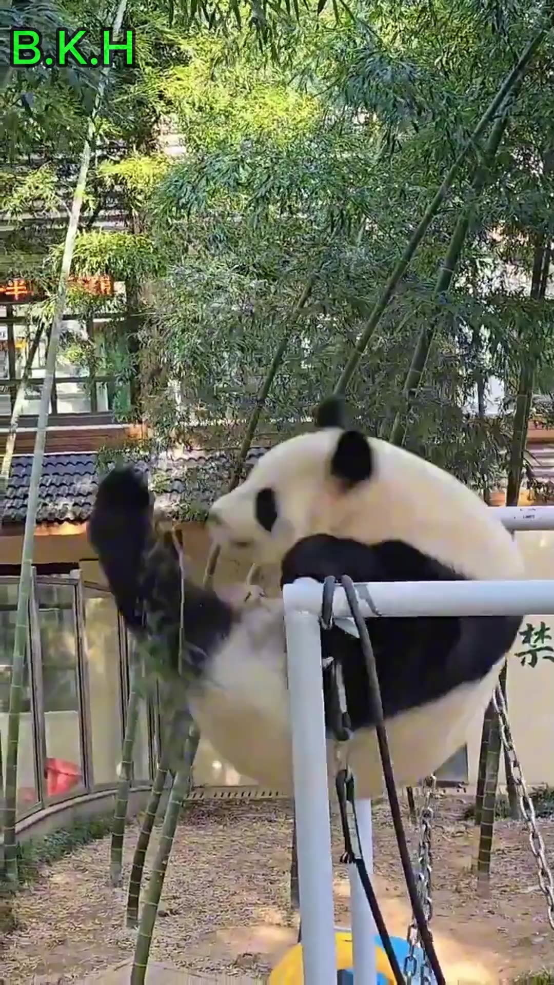 The Adorable Panda:Facing Extinction & Spreading Joy