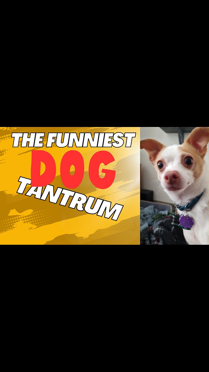 Hilarious Dog Tantrum-I WANT IT NOW!