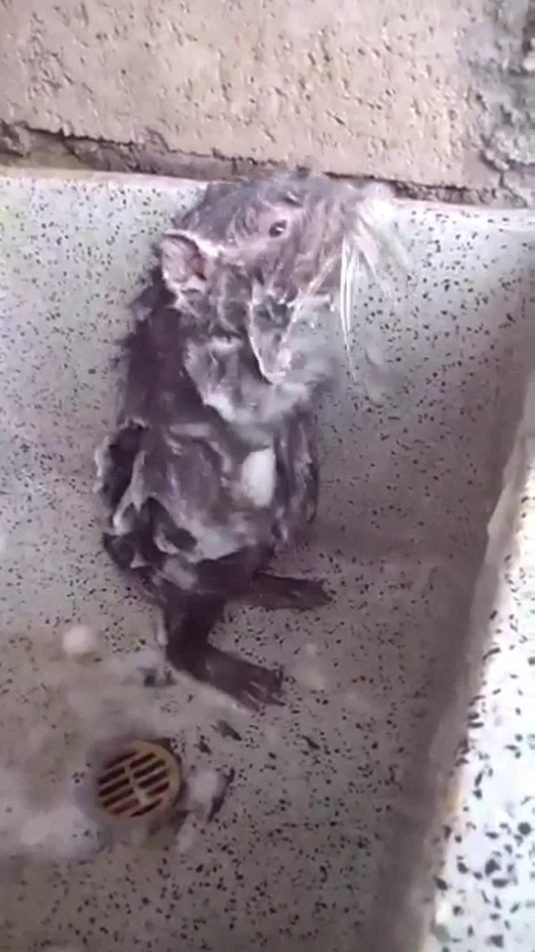 Funny Rat taking a shower 🐀🛁