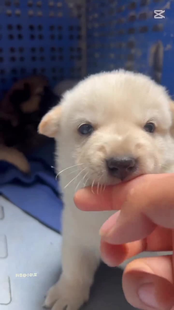 Toothless Puppy Trying to Bite