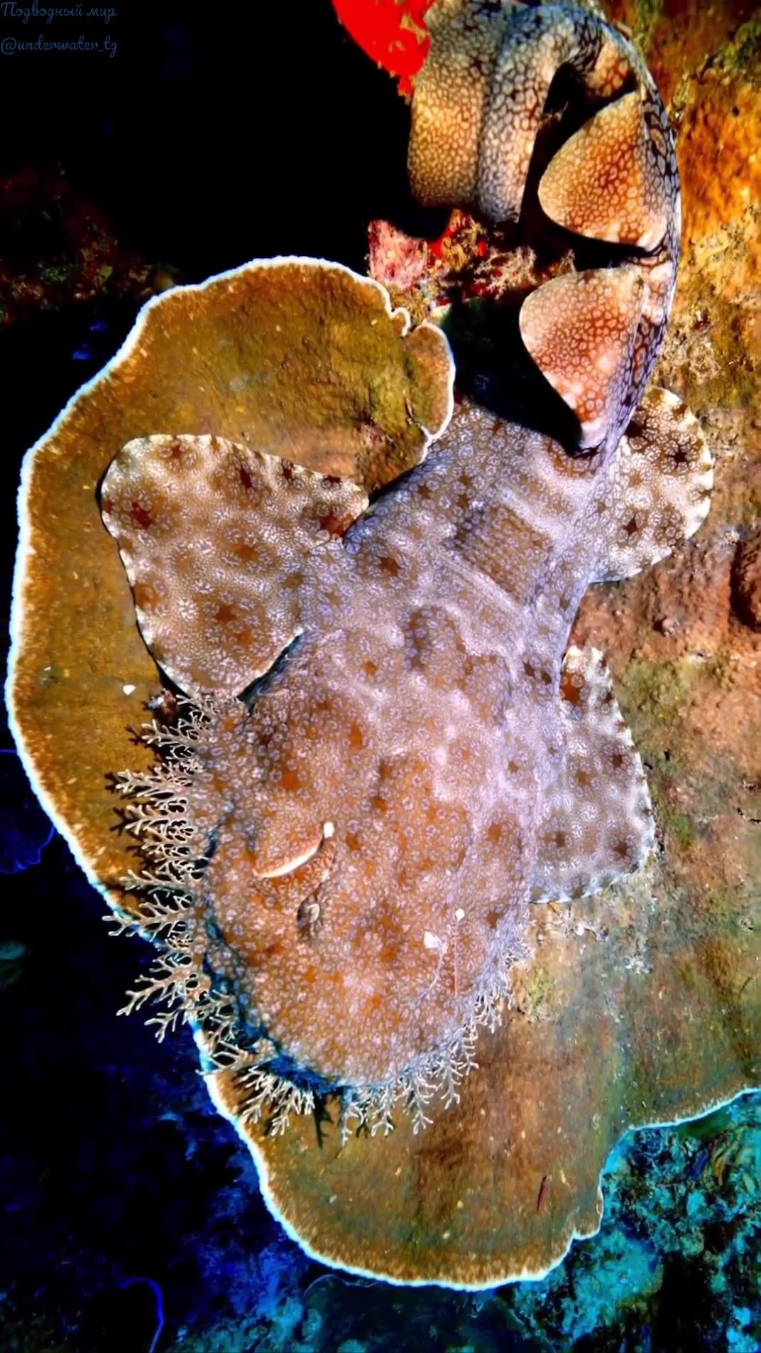 Bearded Wobbegong 🦈 This is a marine shark that lives