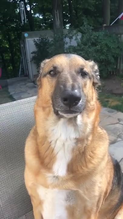 Cute Animals & Funny animals Reaction 2021.