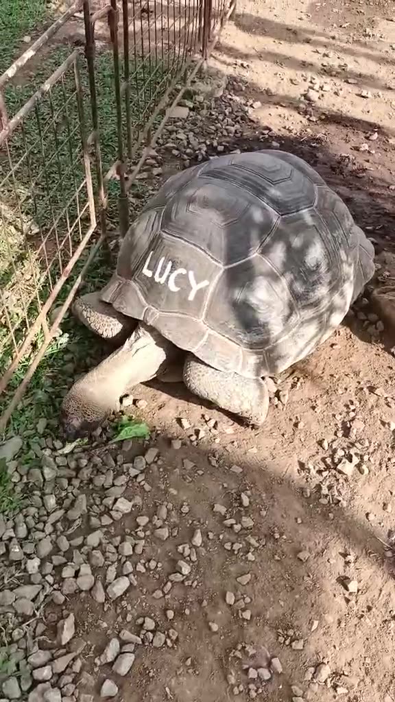 Meet Lucy, a 95 year old turtle