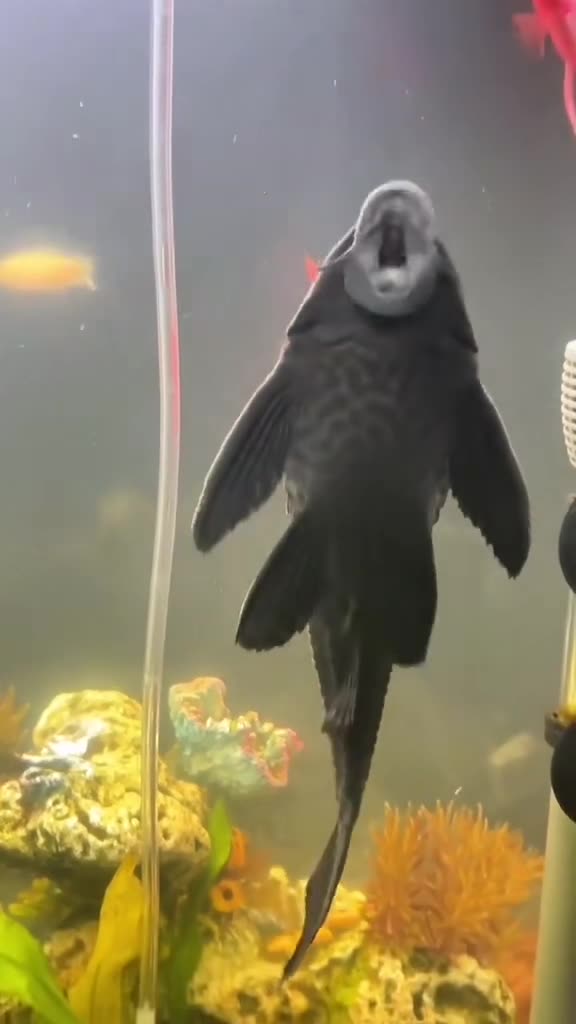 Fish That Sing? Unbelievable Animal Talent!