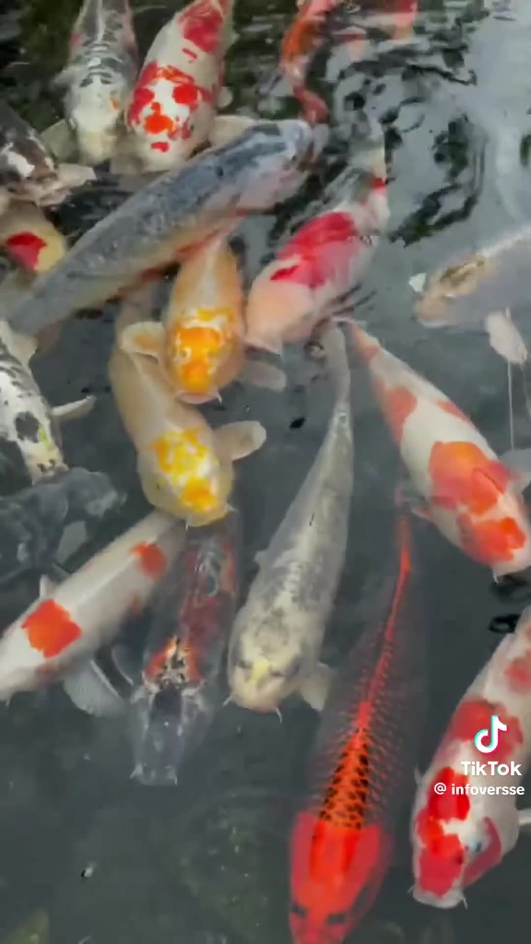 putting fish in Japan drainage system