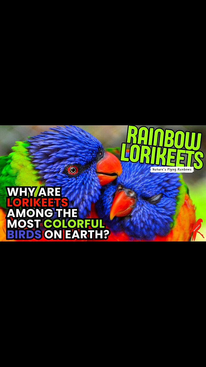 Rainbow Lorikeets: How These Birds Get Their Dazzling Colors!