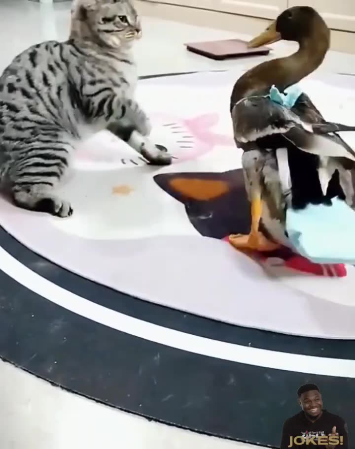 Funny &cuts animal video 😺 v/s 🦆 & 🐕
