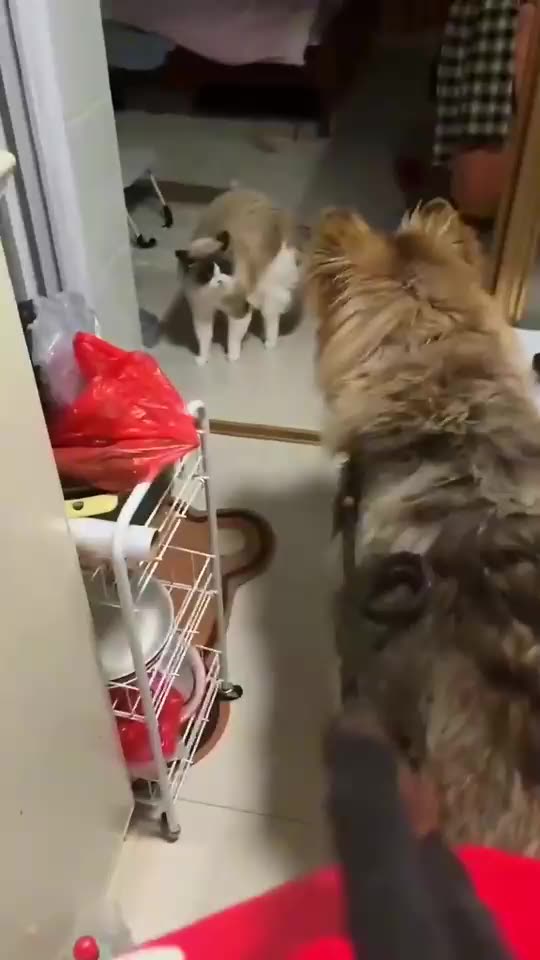 Funny cat fight game