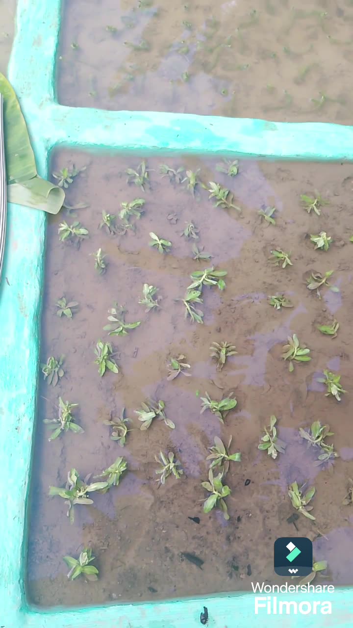 BED PREPARATION FOR PLANTING – PART 3 ADDING SUBSTRATE TO THE BEDS