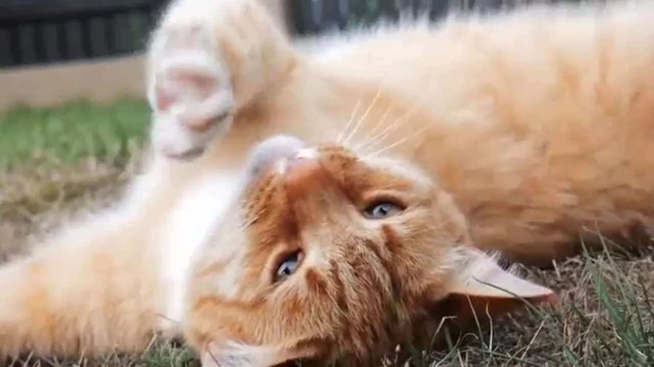 The wealthiest cat in the world, Blackie, had a fortune of £7 million ...