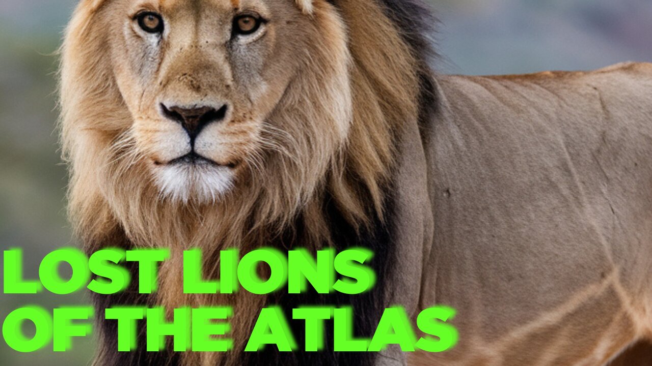 🔴 Lost Lions of the Atlas: The Untold Story of the Barbary Lion!