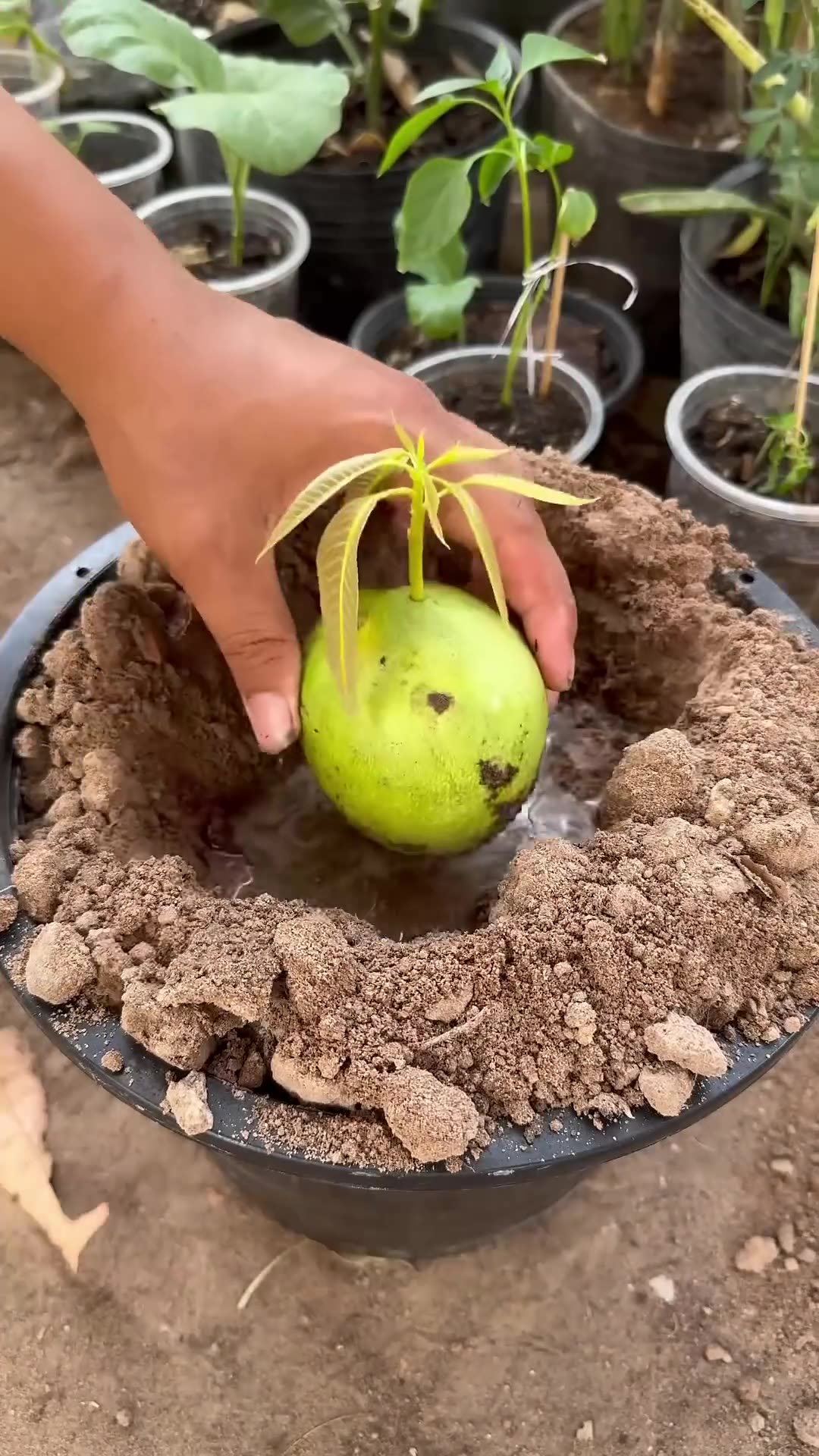 New planting skill to harvest more mangoes 🥭🥭