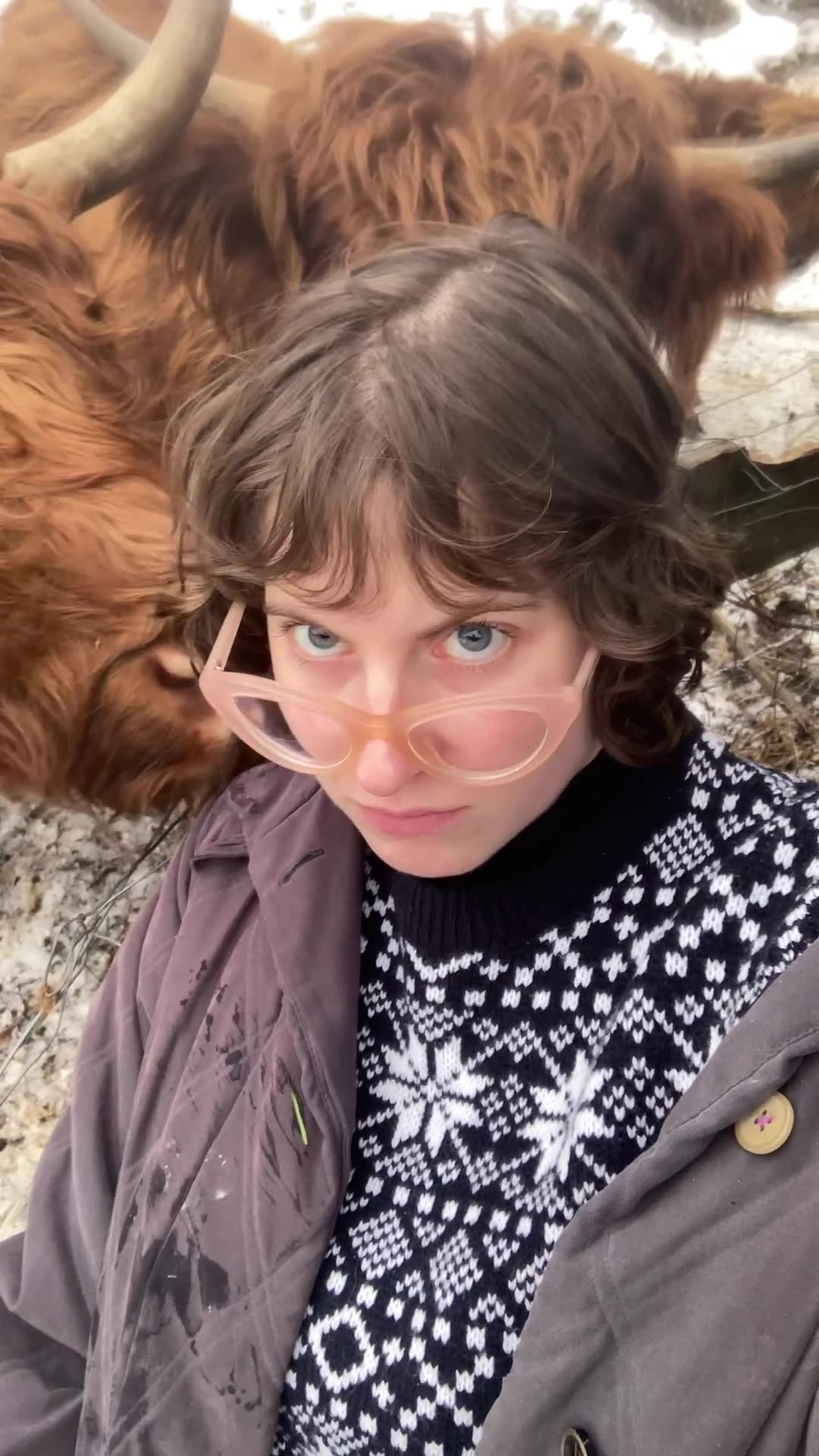 Highland Cattle Photo Op Gone Wrong