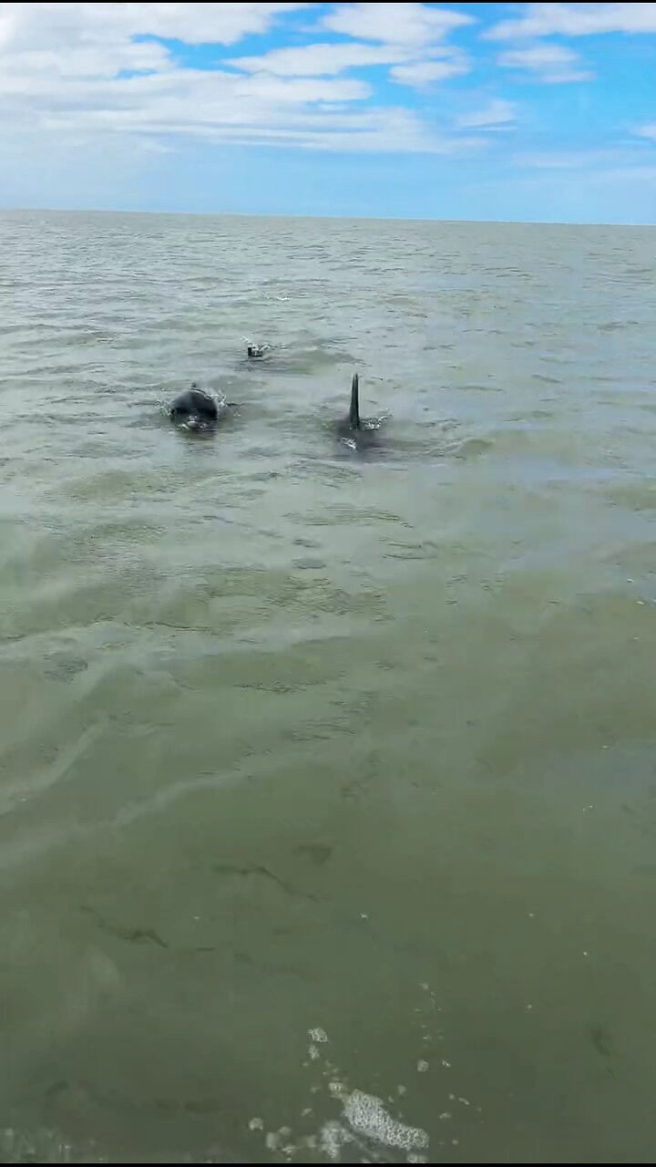 Livestream Replay | Flip & His Dolphin Family Return!