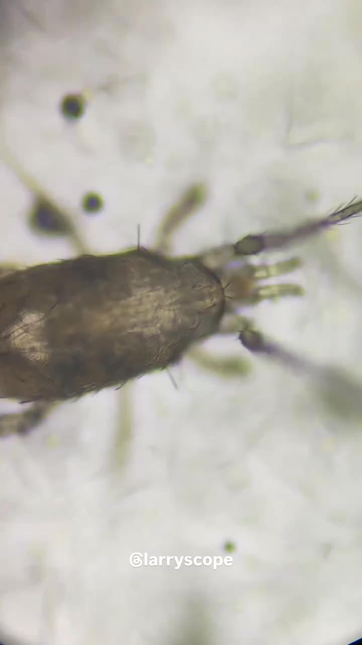 Cheetos under a Microscope – Absolutely Disgusting