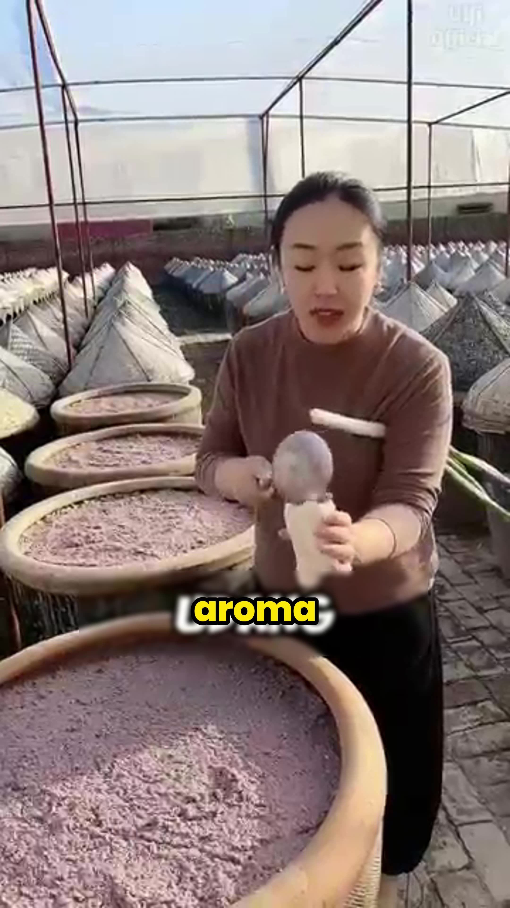 This “Rotten” Shrimp is Worth Thousands?!