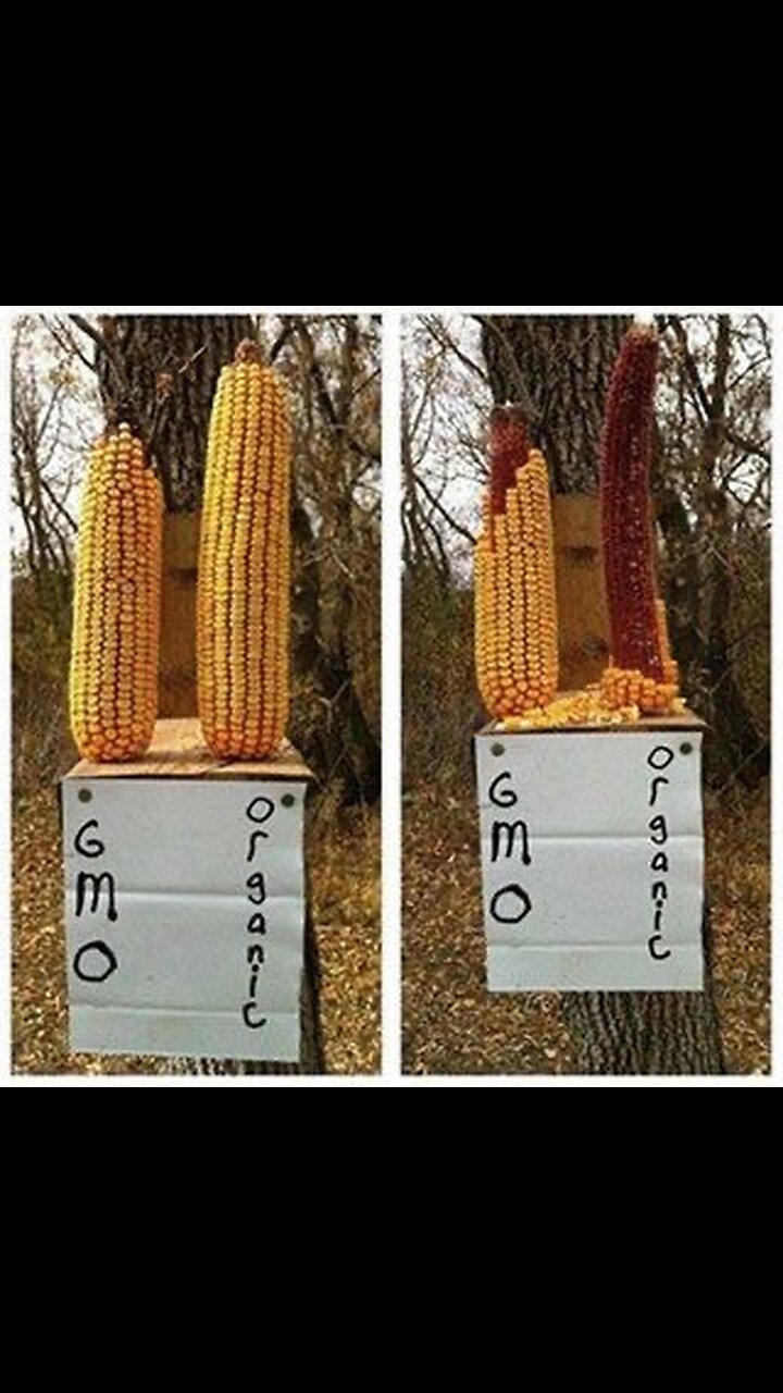 The Bud Nip Revelation: A Young Gardener's Unexpected Lesson