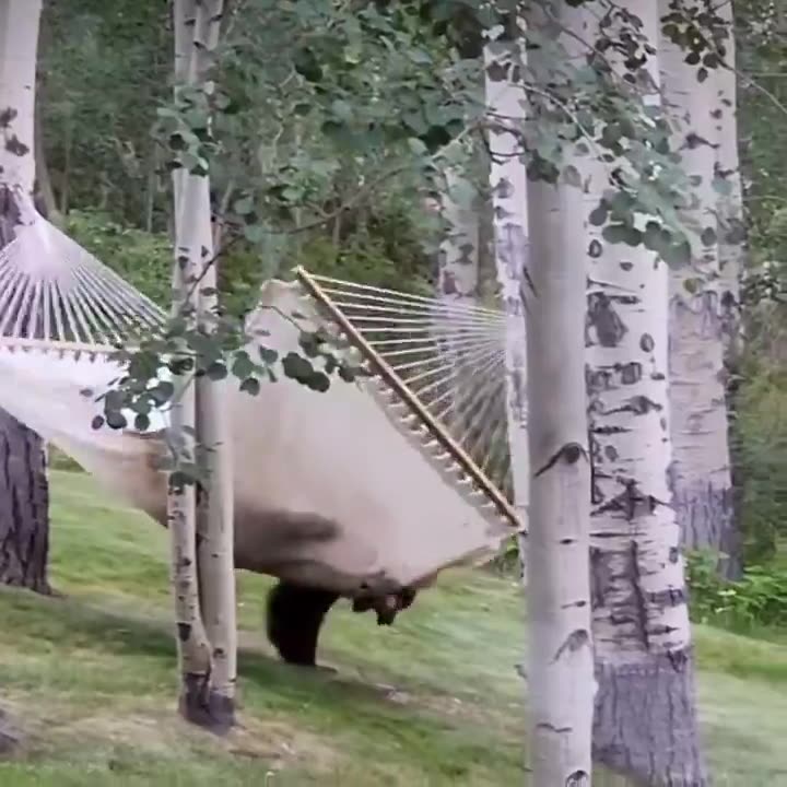 Bear throws tantrum after not being able to get into the hammock 😂