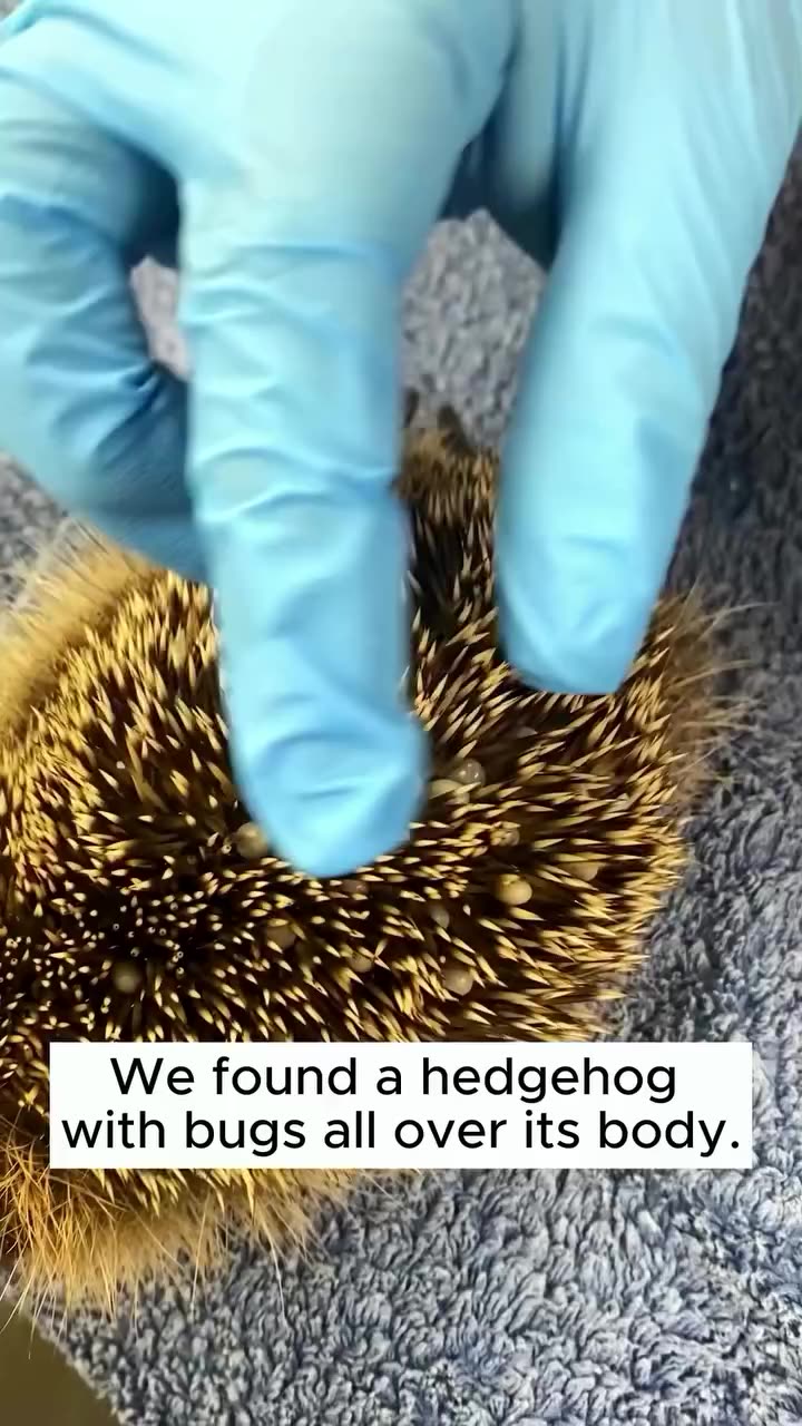 Rescue a hedgehog with bugs all over its body…