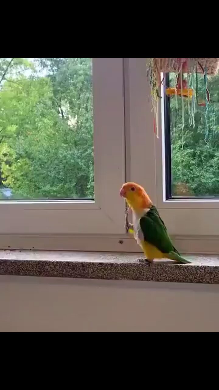 The Nazi Bird
