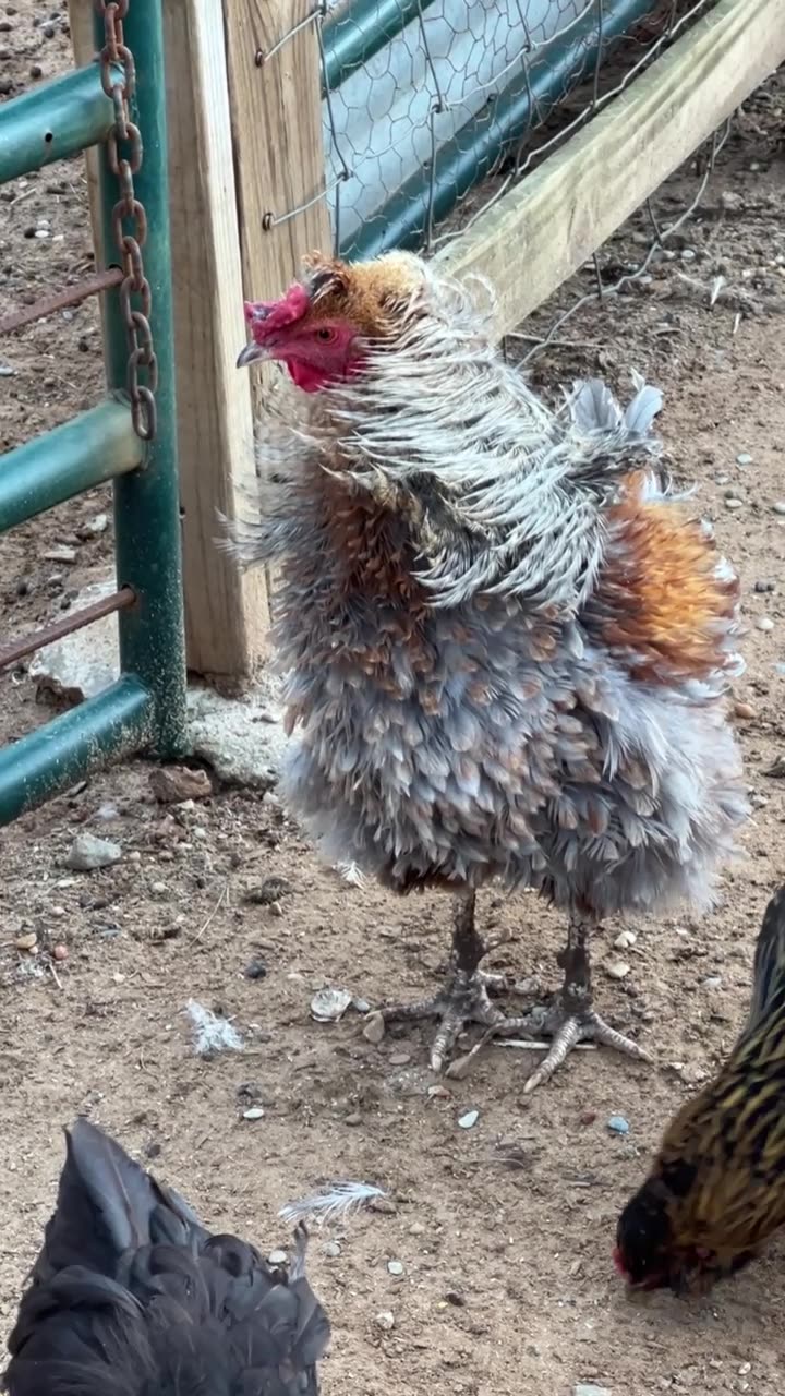 Frizzle Rooster