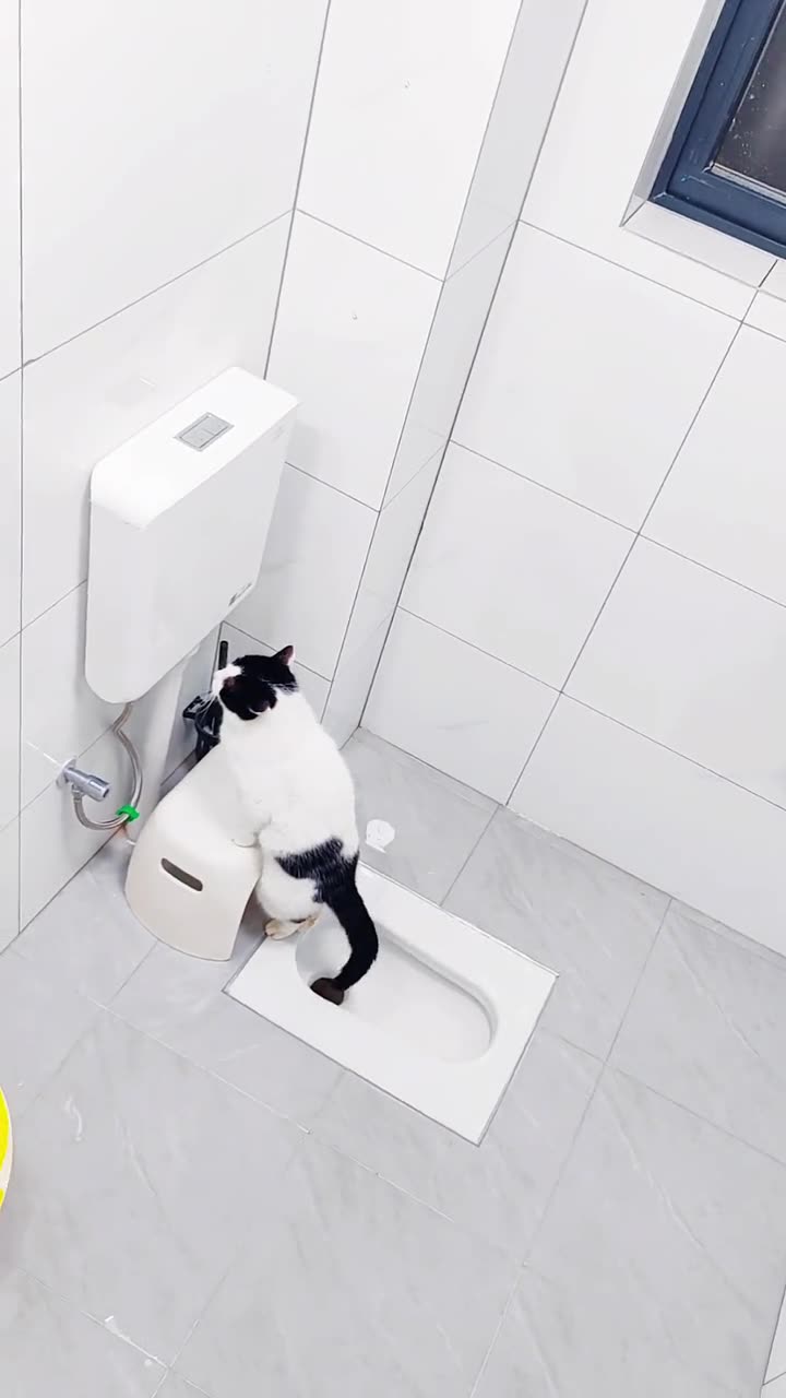 Cat Using Toilet for Pooping
