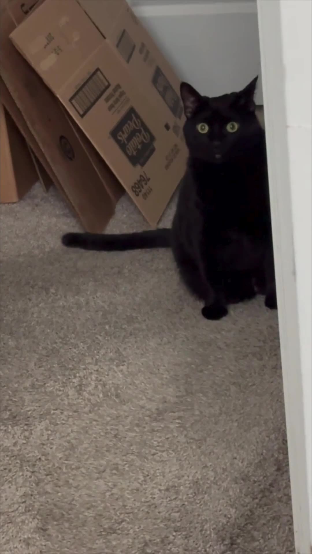 Cute Precious Piper Guards Outside the Office Door - Adopting a Cat ...