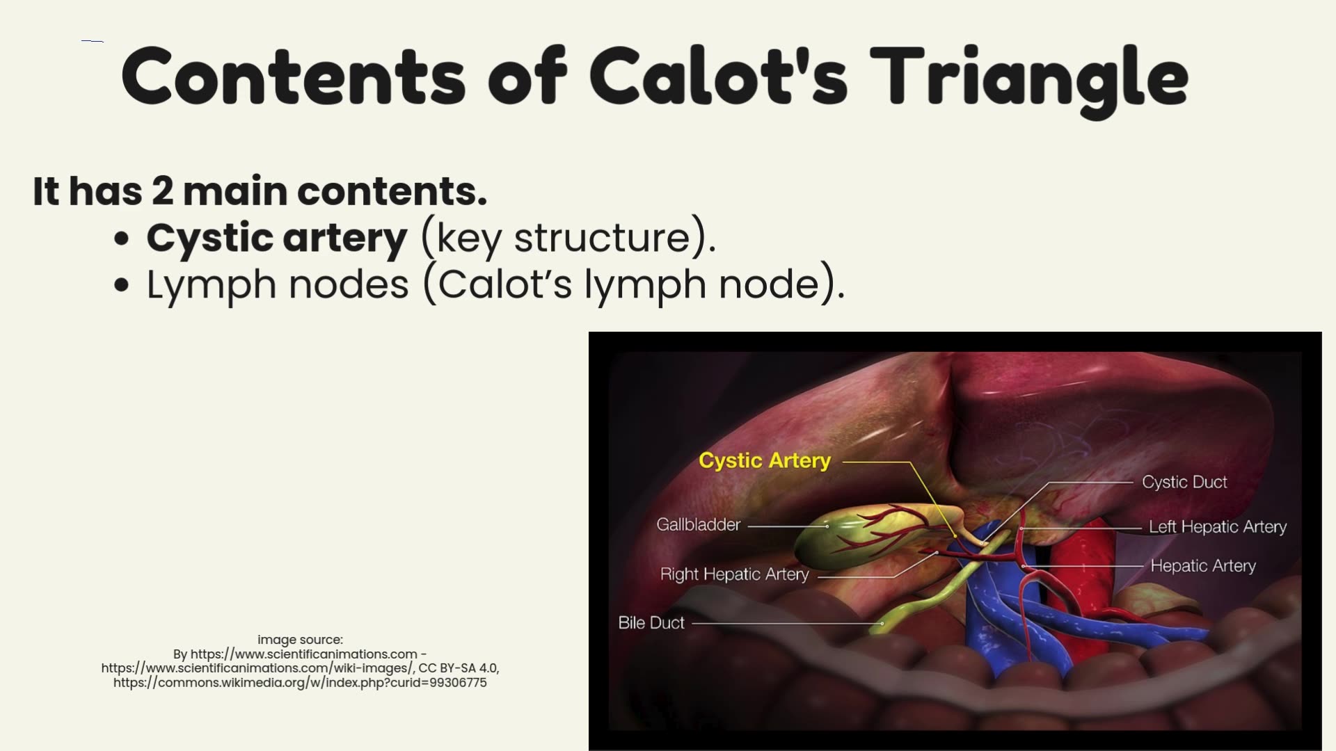 Hepatobiliary Triangle (Calot's Triangle) Boundaries, and Clinical ...