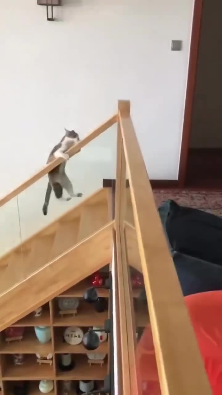 "A cat sliding down the stairs at lightning speed; it doesn’t forget to ...