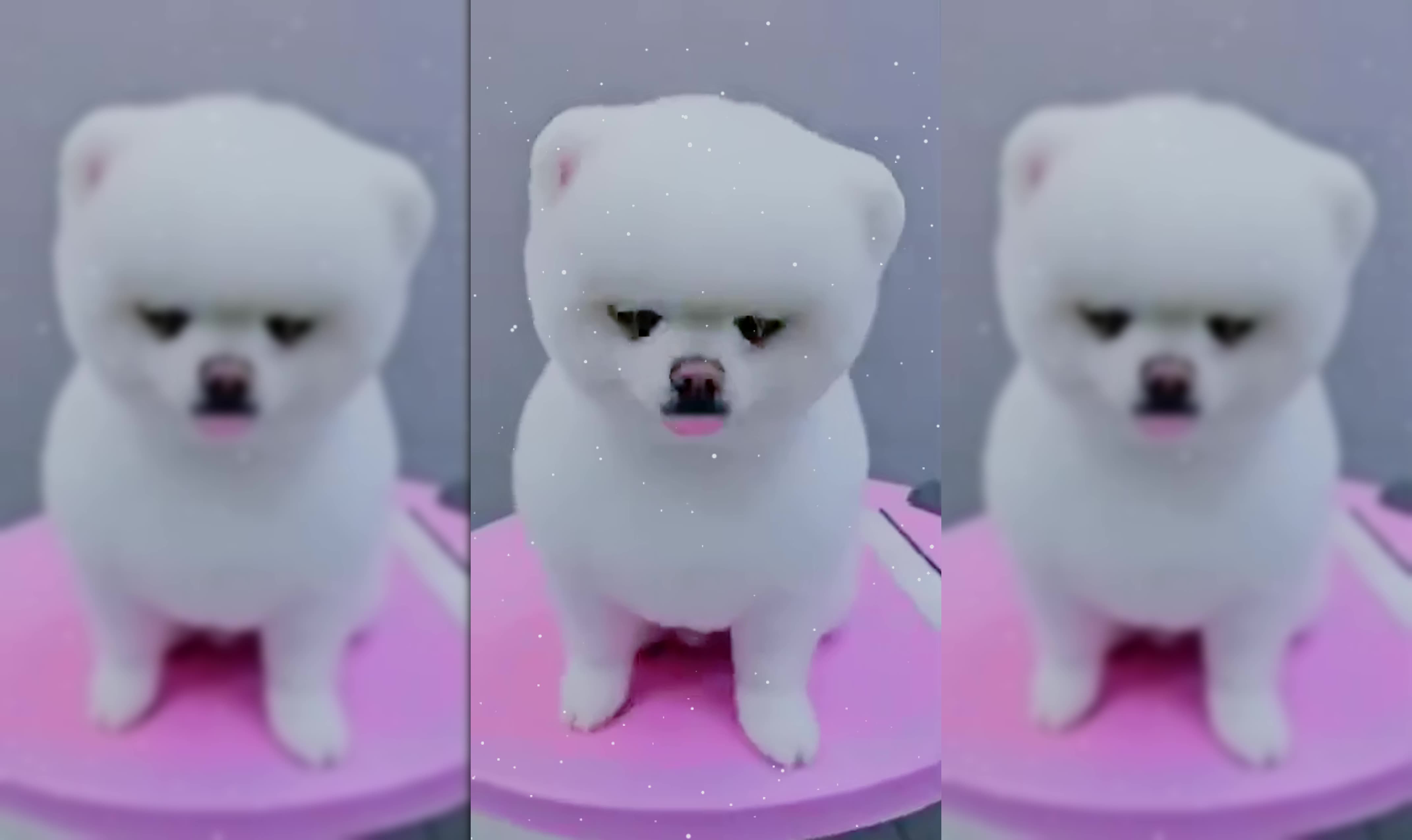 The Ultimate Puppy Makeover: From Fluffy to Fabulous!
