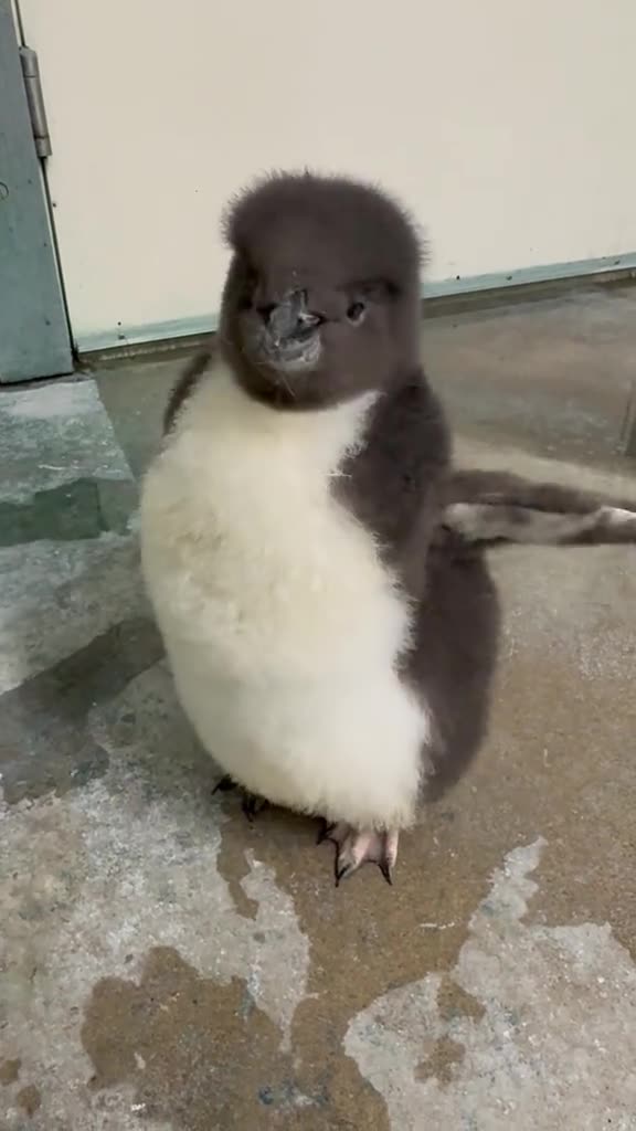 We know you wanted to see more penguin chick, so here he is.