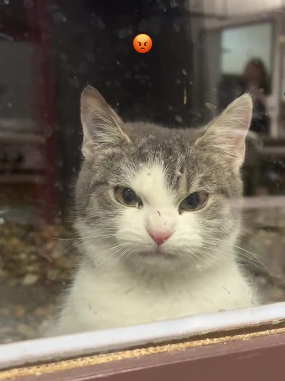 angry cat meme viral