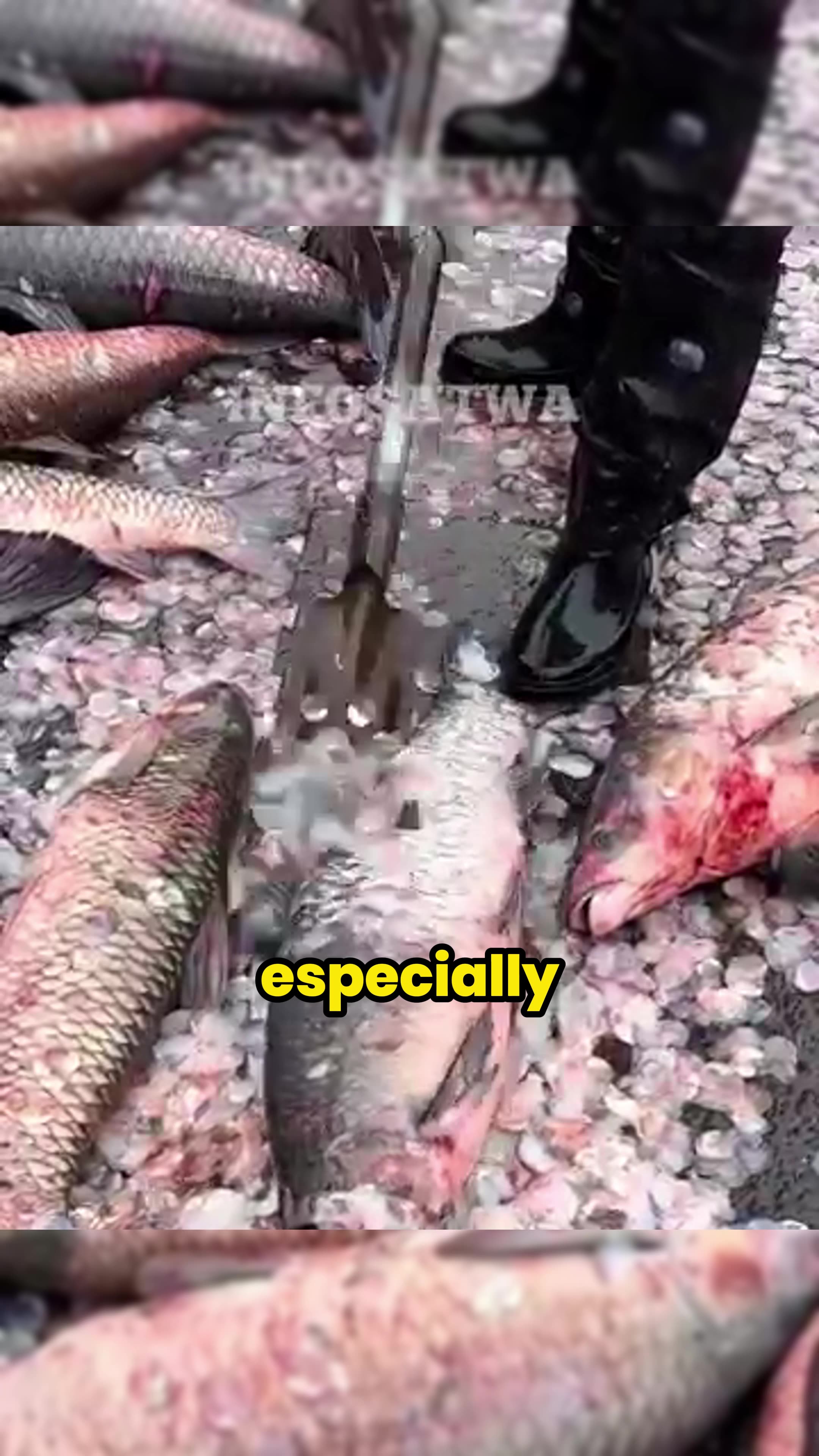 The Genius Invention That’s Revolutionizing Fish Cleaning!