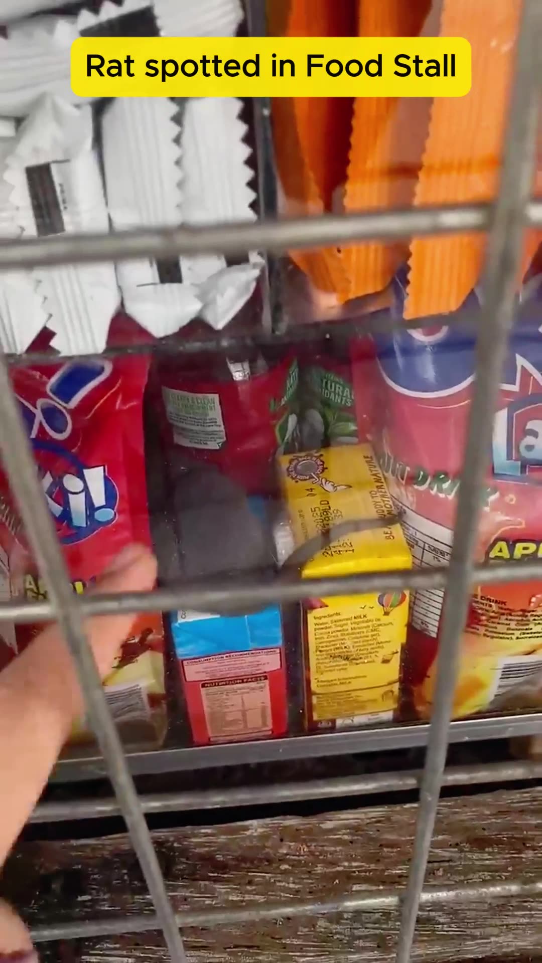 Shrew Rat Spotted in a Food Stall
