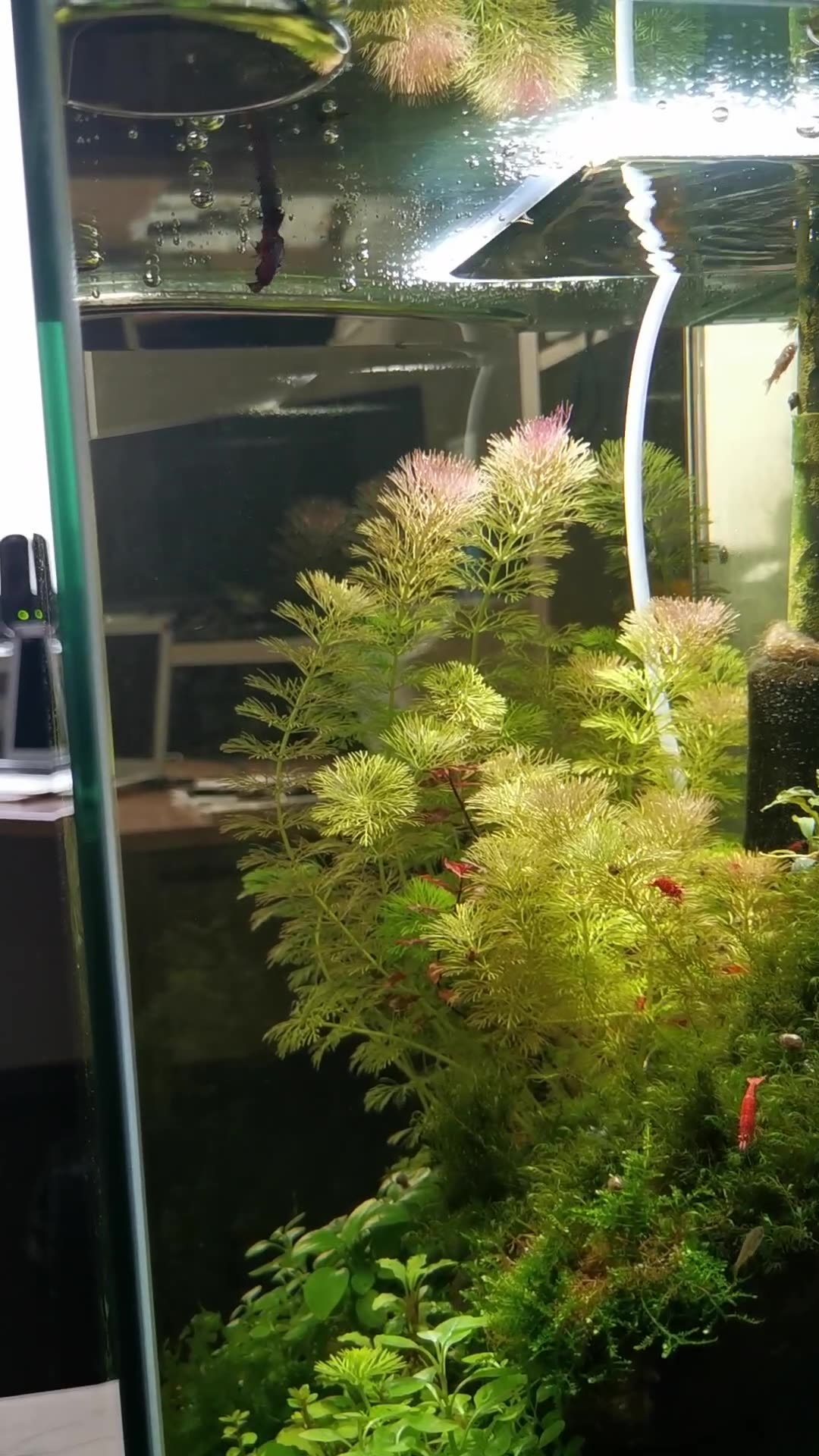 Betta Fish Eating Shrimp In Mini Ecosystem Planted Aquarium Part 2