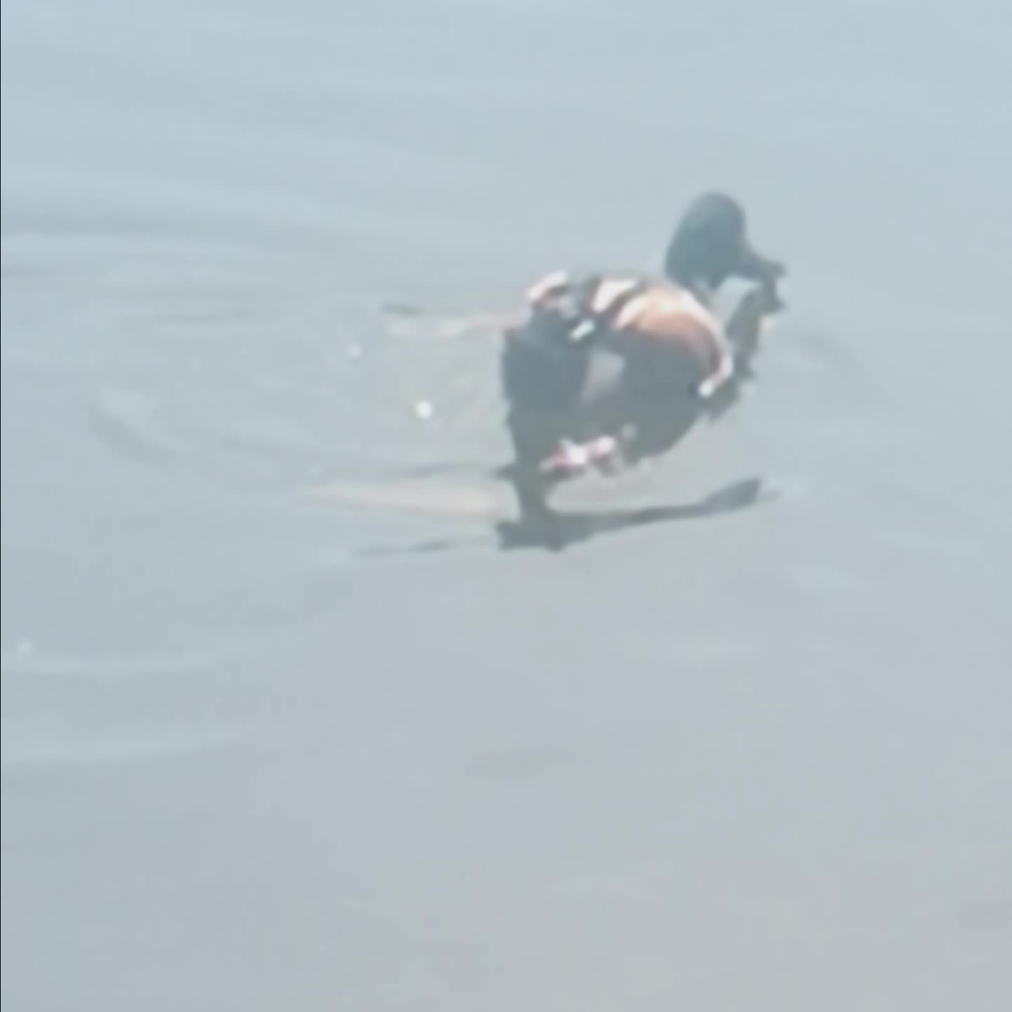 Kissena lake wildlife