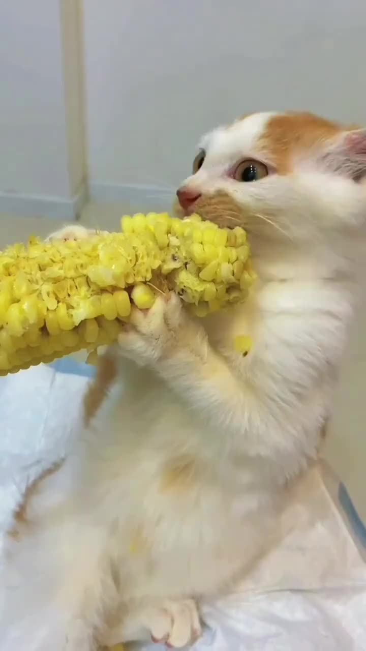 Cat Eats Sweet Corn 😂 | Cutest Snack Time Ever! #FunnyCat #SweetCornSnack