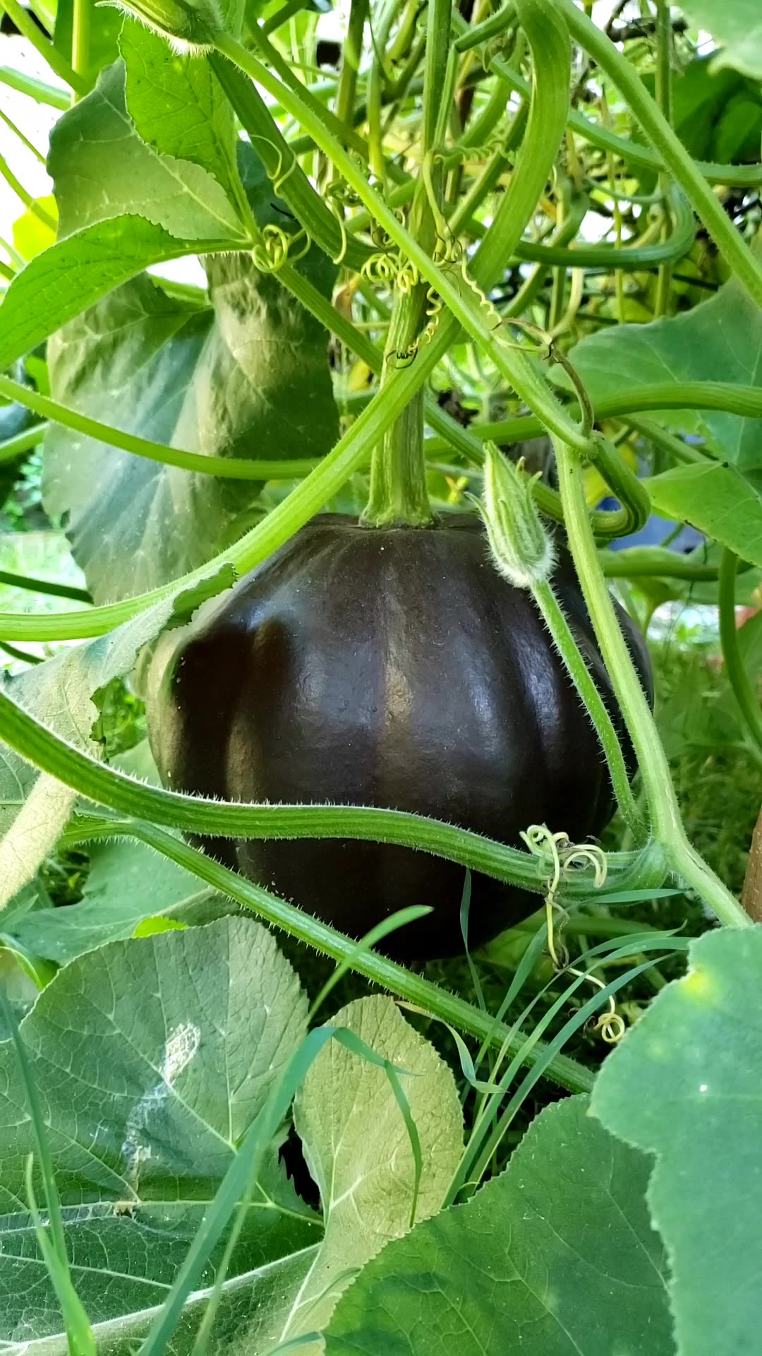 Mini sweet peppers, dark green pumpkin, sponge gourd