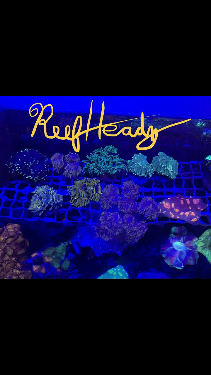 Large corals or frags available