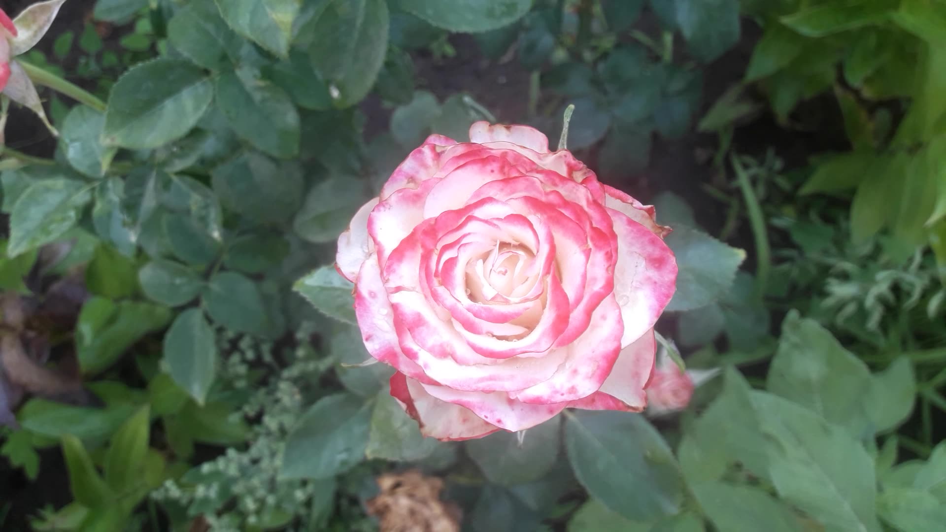Rose of unusual color