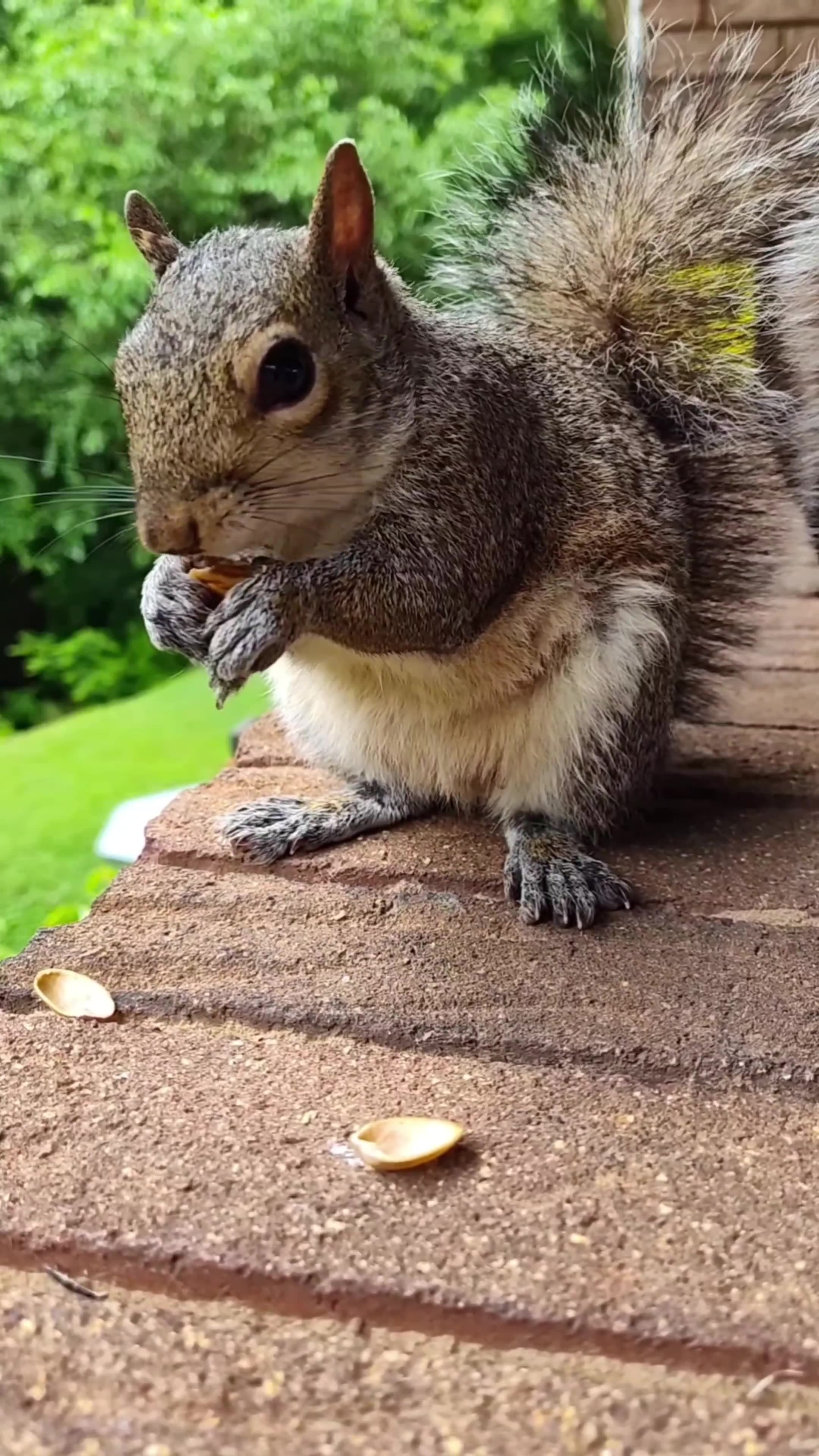 Squirrel eating/Funny and cute animals