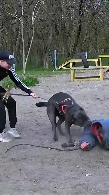 Cano Corso bodyguard Dog saves A Gir From An "inductor" Dog training ...