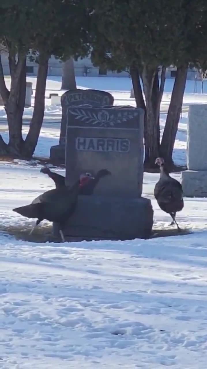 Bizarre: Turkey Circling a ‘HARRIS’ Gravestone