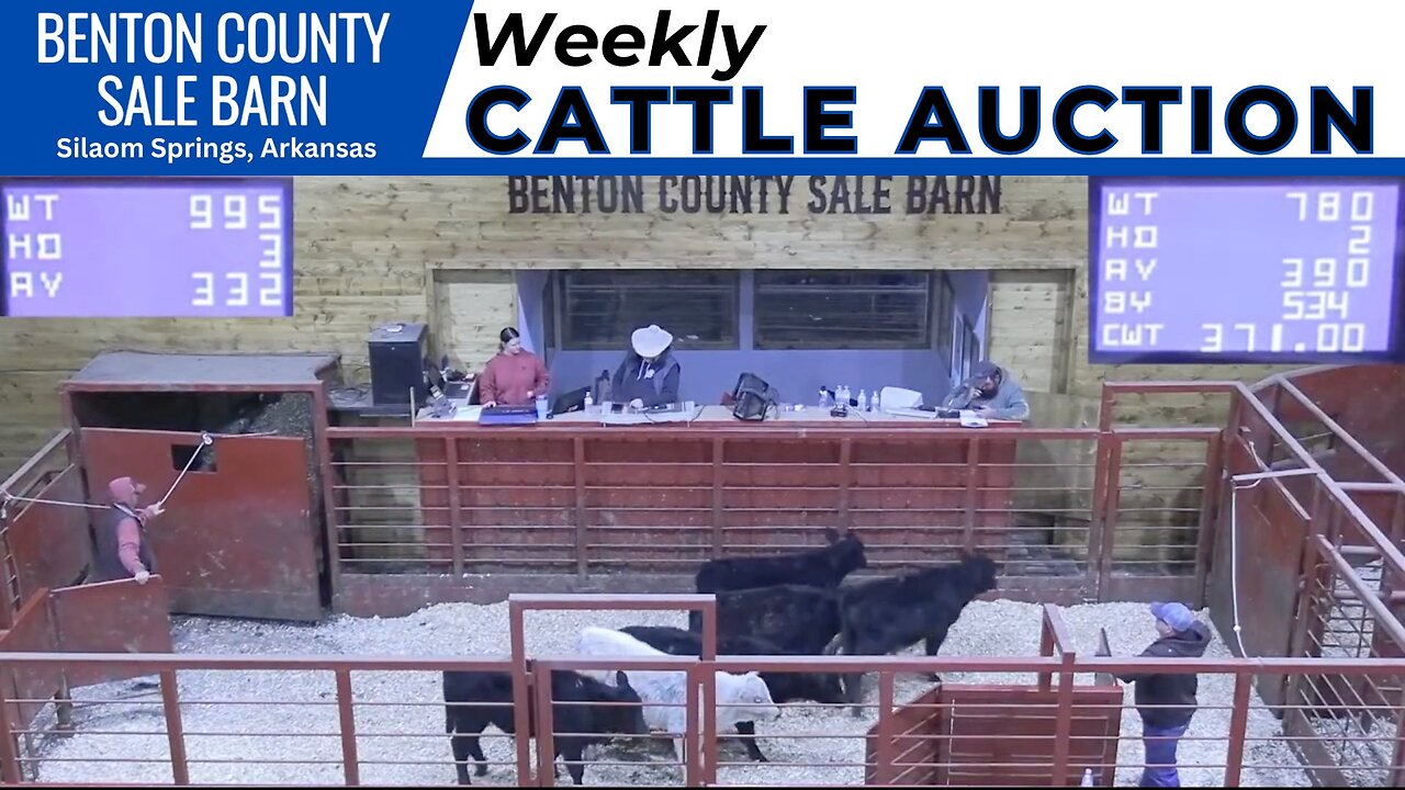 3/27/2025 - Cattle Auction - Benton County Sale Barn