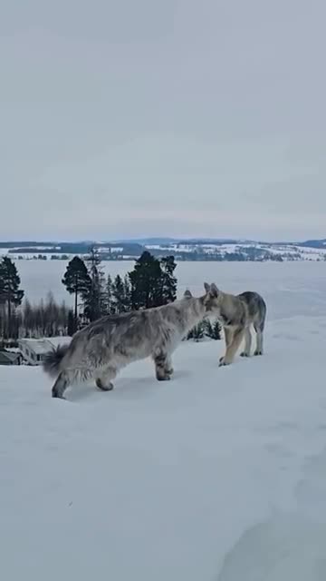 Maine Coon Meets Wolf For The First Time