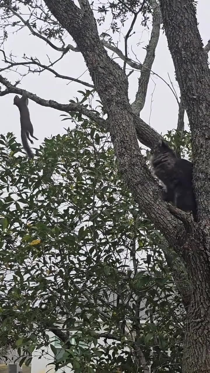 Cat is trying to hunt squirrel but squirrel is in god mode