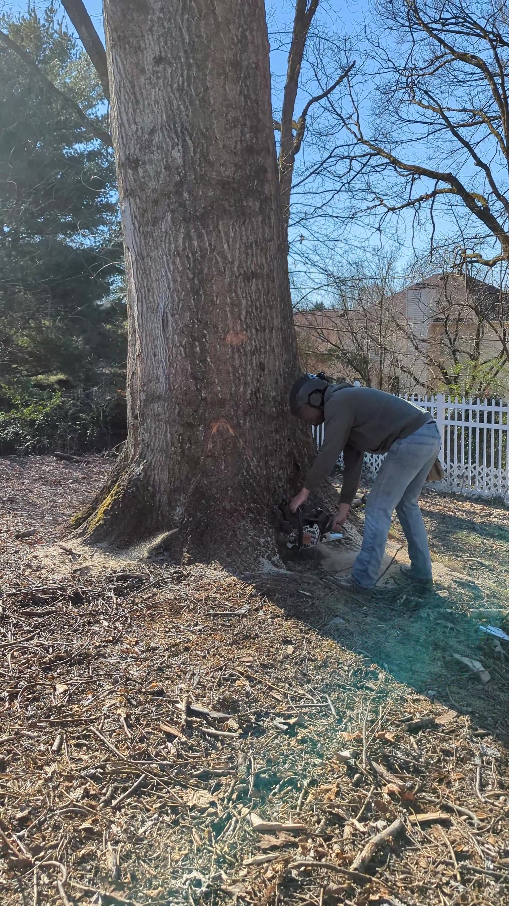 Skilled Tree Guys Tackle Giant Invasive