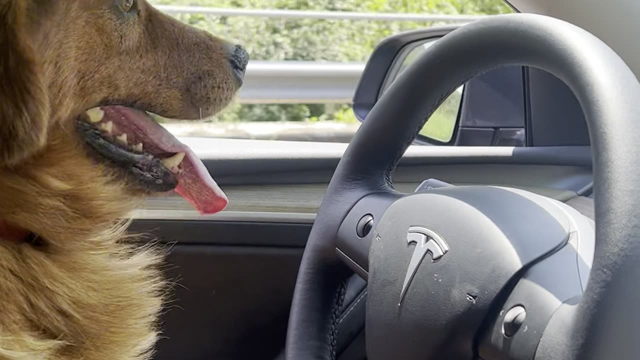 Dog Drives Using Tesla Autopilot